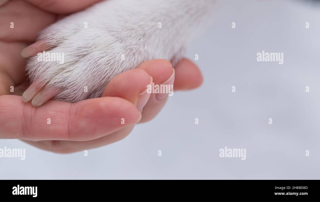 Dog paw holding human hand hi-res stock photography and images - Alamy