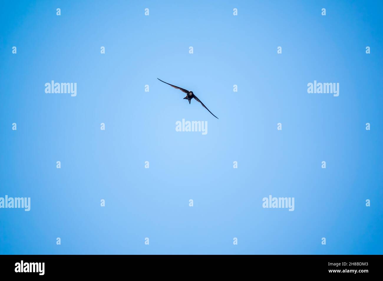 Common Swift, Apus apus, flying with clear blue sky background on a ...