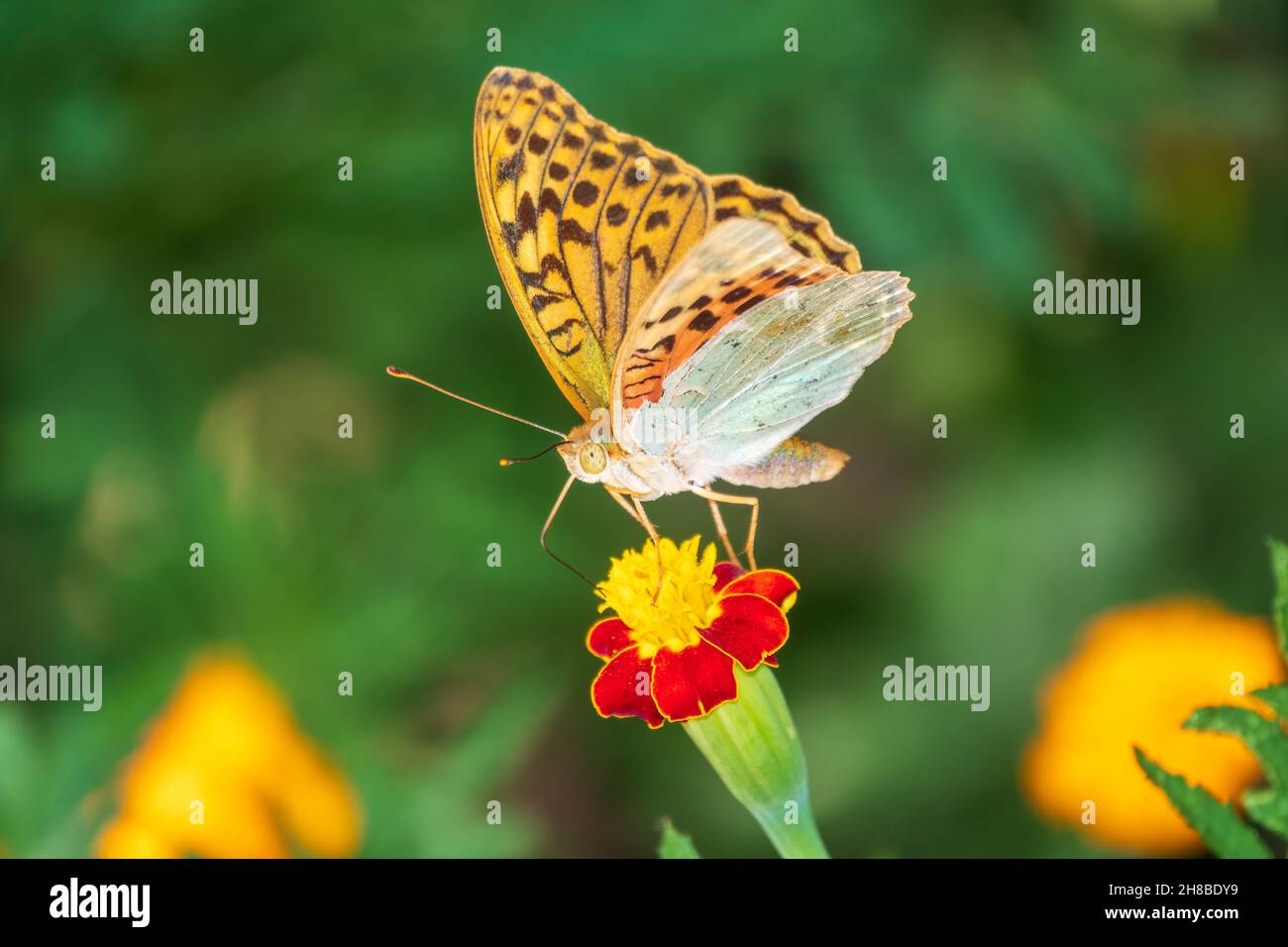 The dark green fritillary butterfly collects nectar on flower. Speyeria ...
