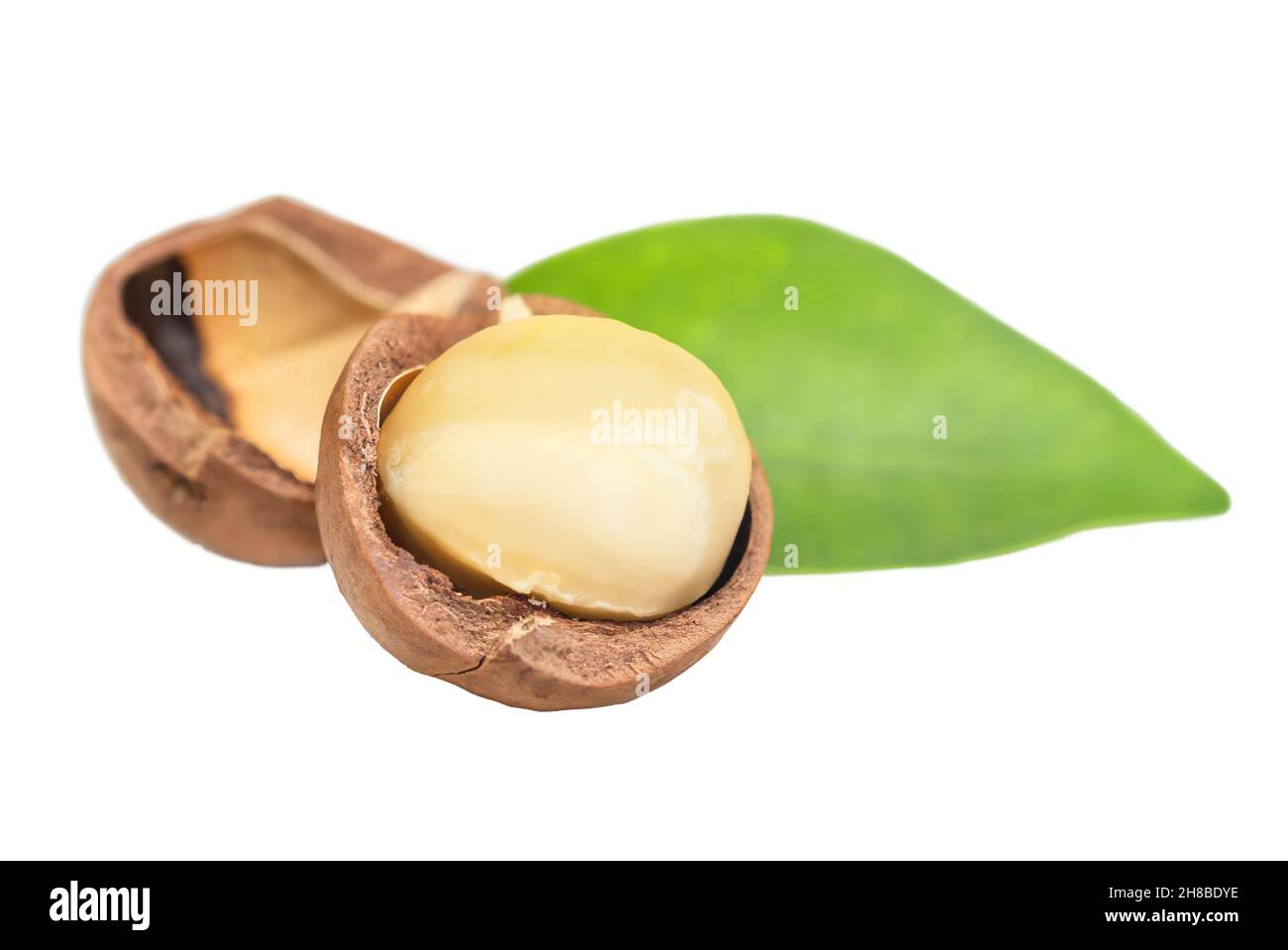Chopped macadamia nut with leaf isolated on white background Stock ...