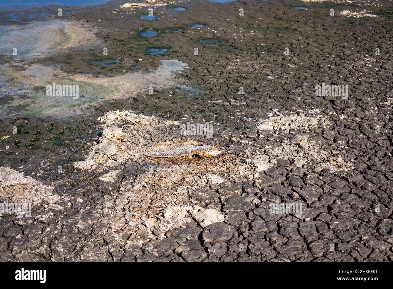 Dead fish bodies lying in cracked mud. Summer weather caused ponds to ...