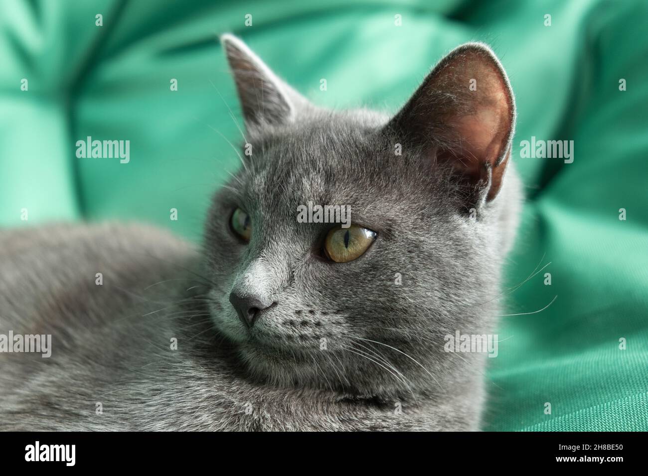 Yellow Cat Green Eyes