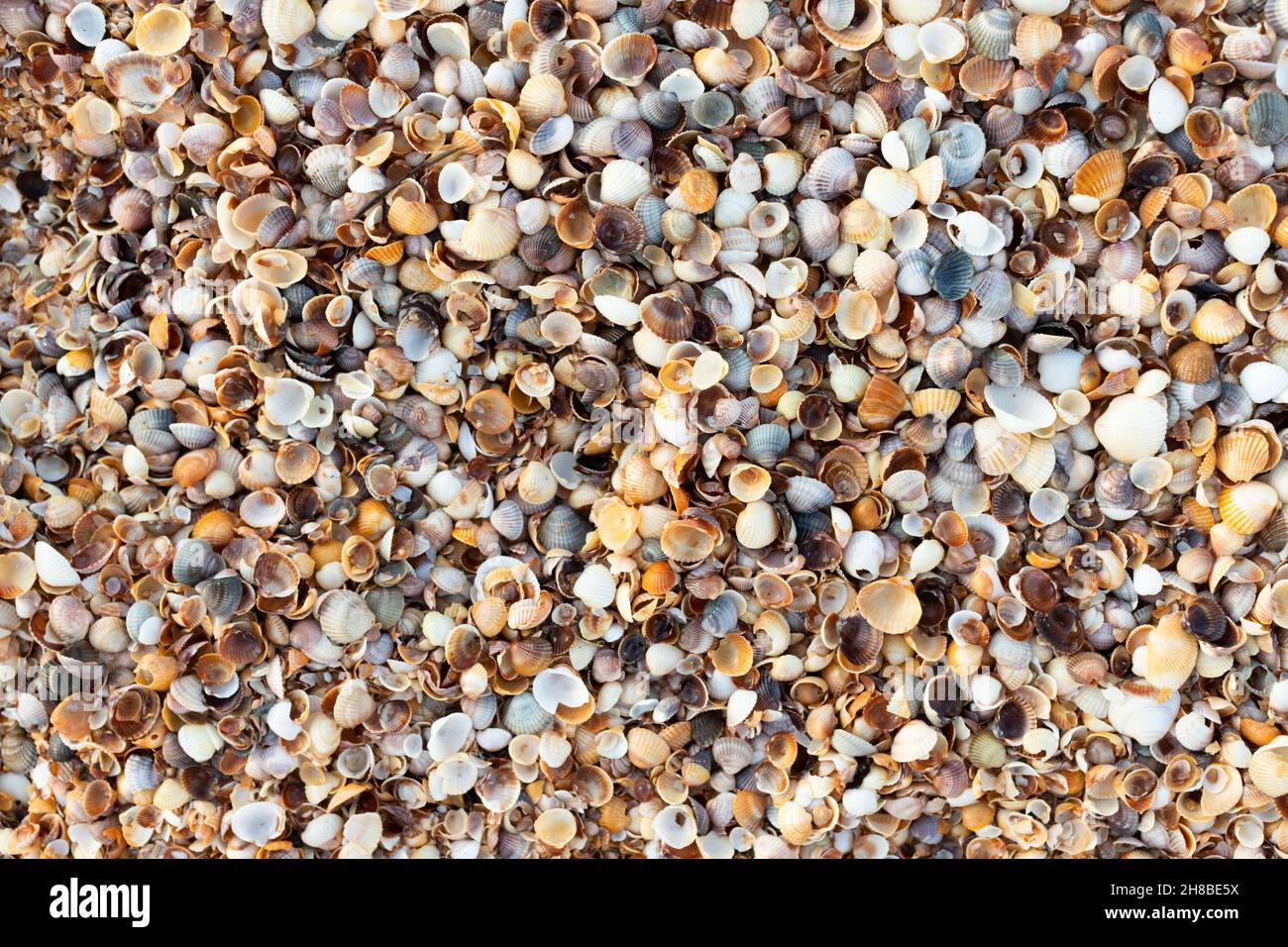 A background of shells on a seashell beach. A large number of small ...