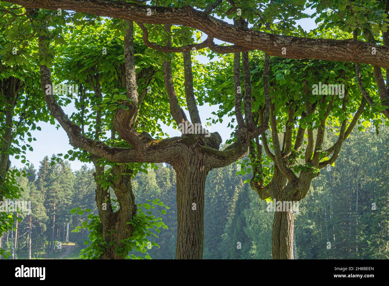 Old linden trees with long straight trunks and branches bent up like ...