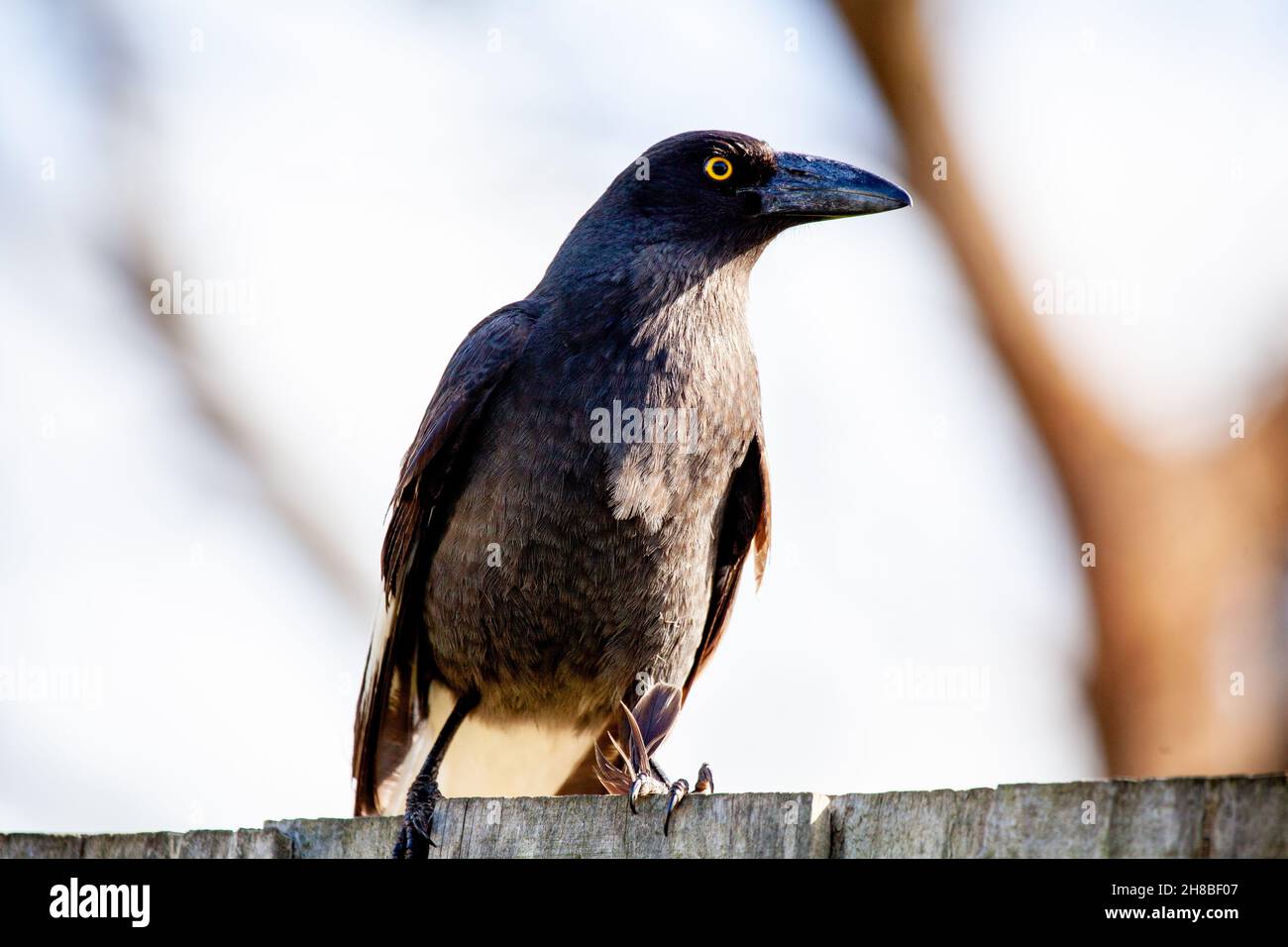 Pied Currawong - Australian Native Bird Stock Photo - Alamy