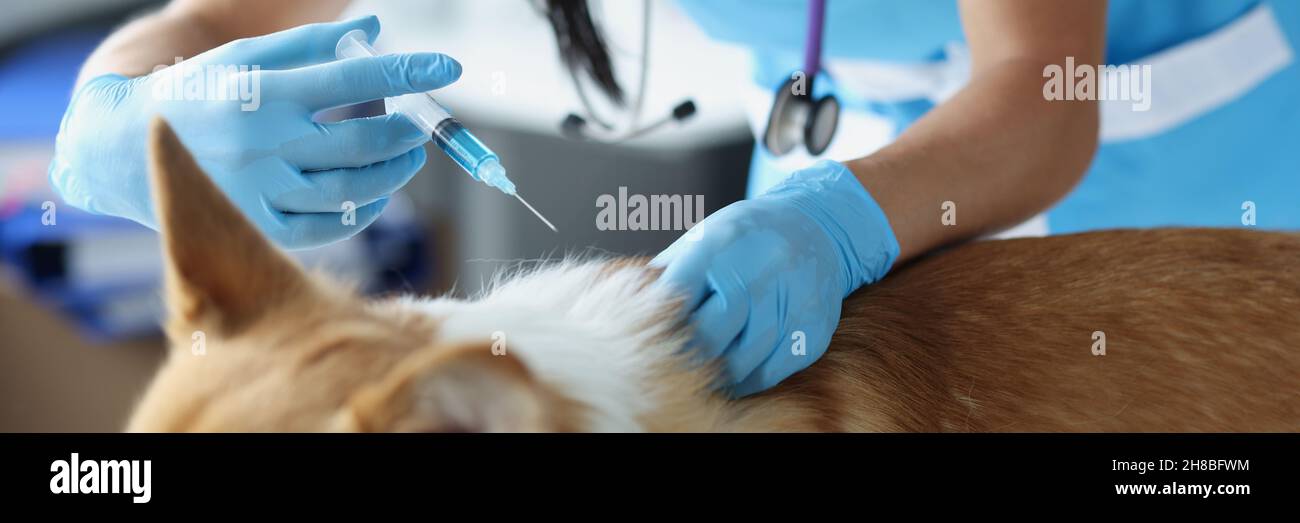 Veterinarian doctor giving injection to dog in clinic Stock Photo - Alamy