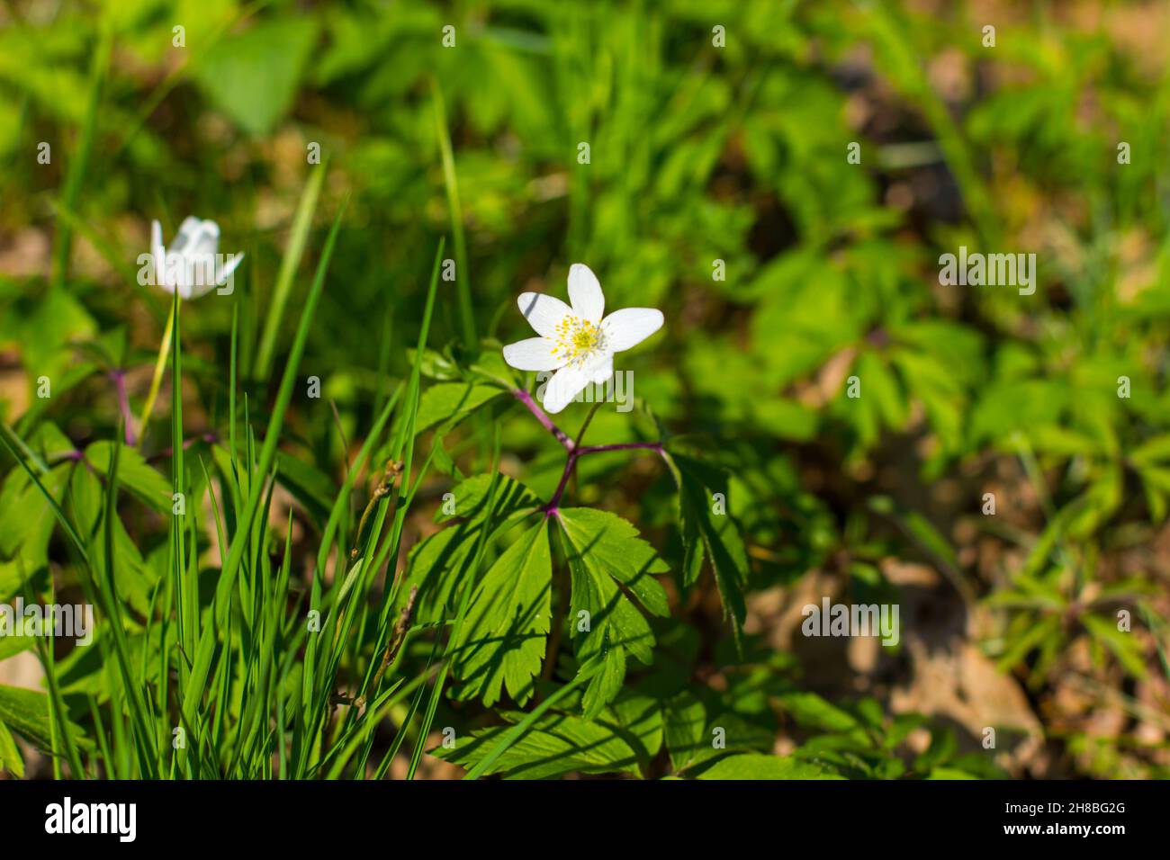 Spring forest landscape with fresh windflowers outdoors Stock Photo - Alamy