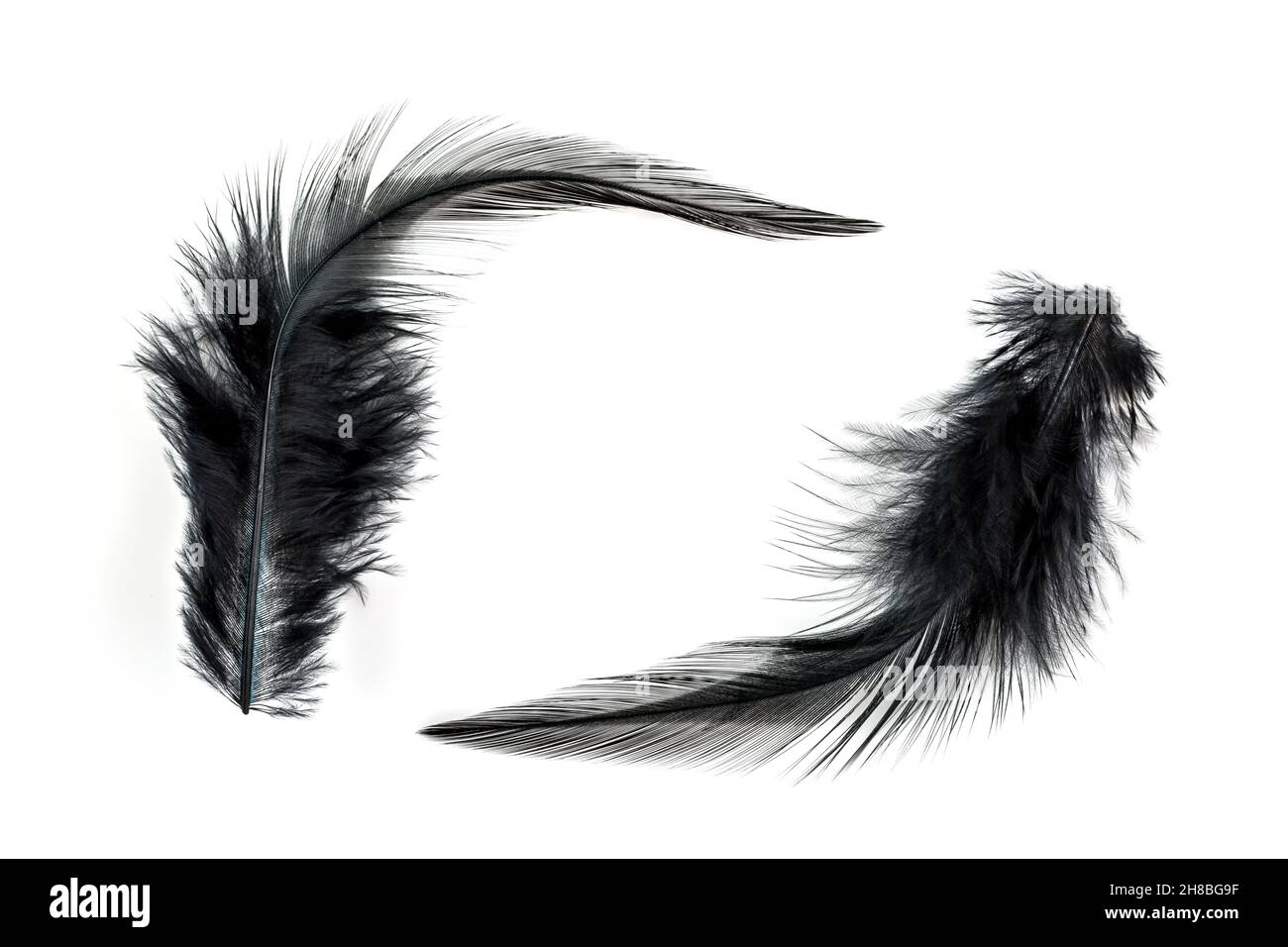 Close-up of Black feather isolated on white background Stock Photo - Alamy