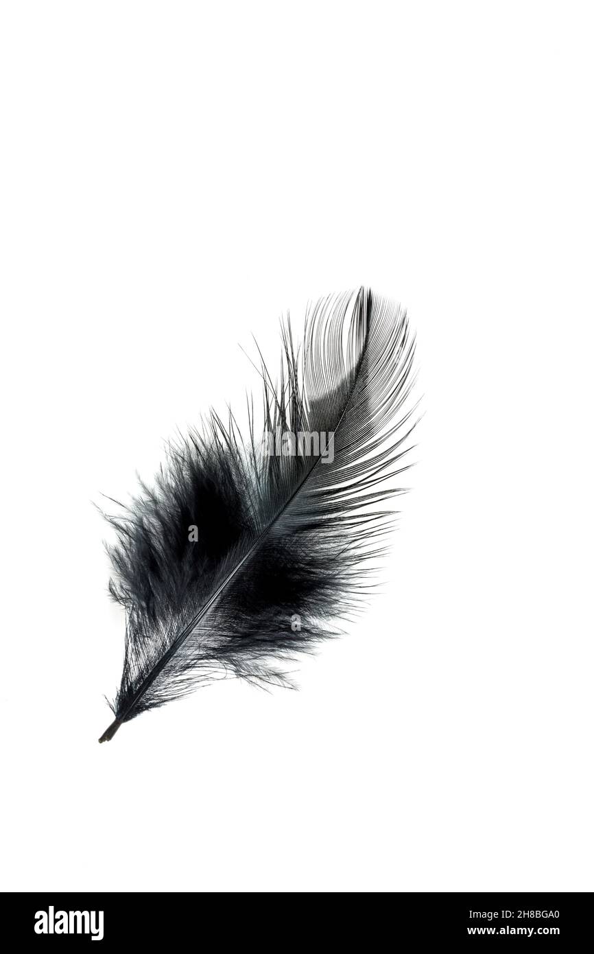 Crow feather up close Cut Out Stock Images & Pictures - Alamy