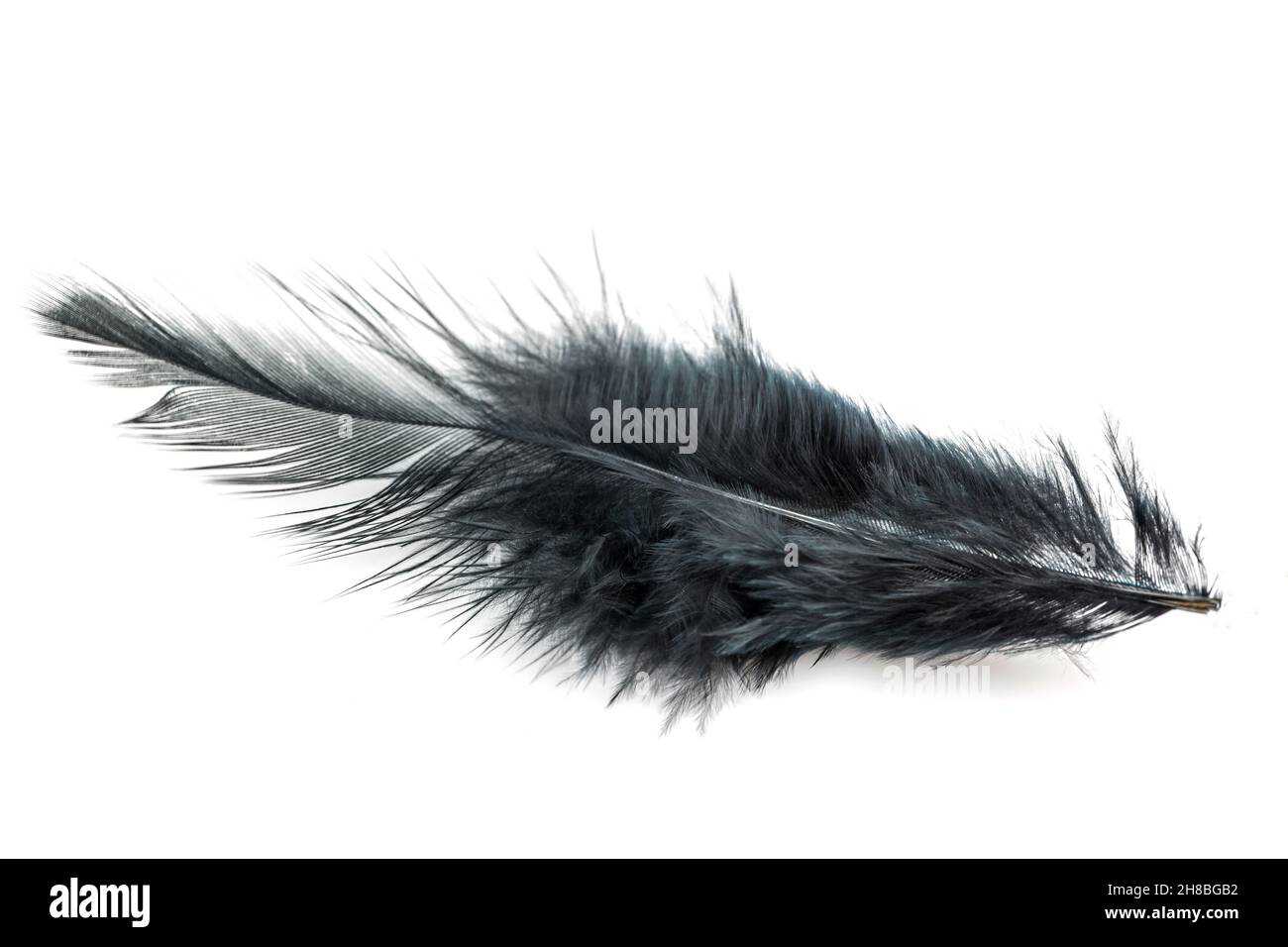 Close-up of Black feather isolated on white background Stock Photo - Alamy
