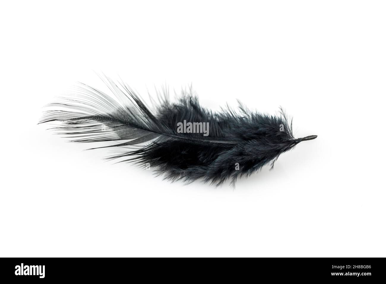 Close-up of Black feather isolated on white background Stock Photo - Alamy