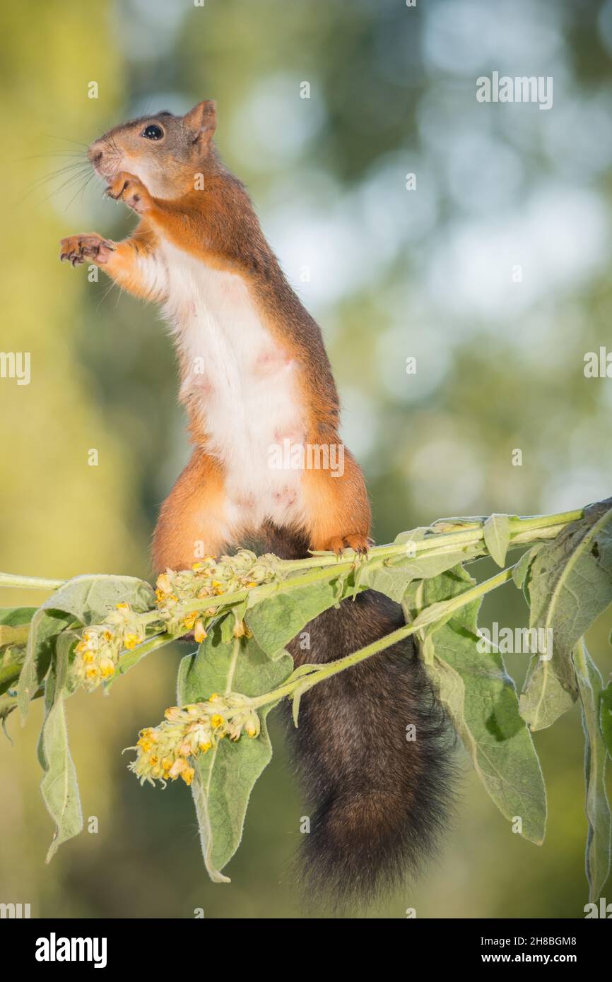 female red squirrel standing on a flower branch Stock Photo - Alamy