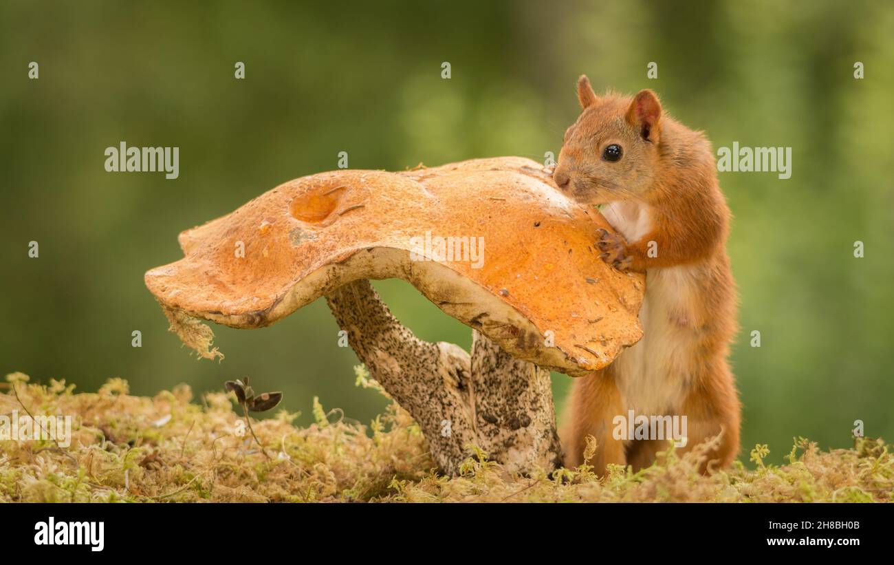 female red squirrel standing with a double mushroom Stock Photo - Alamy