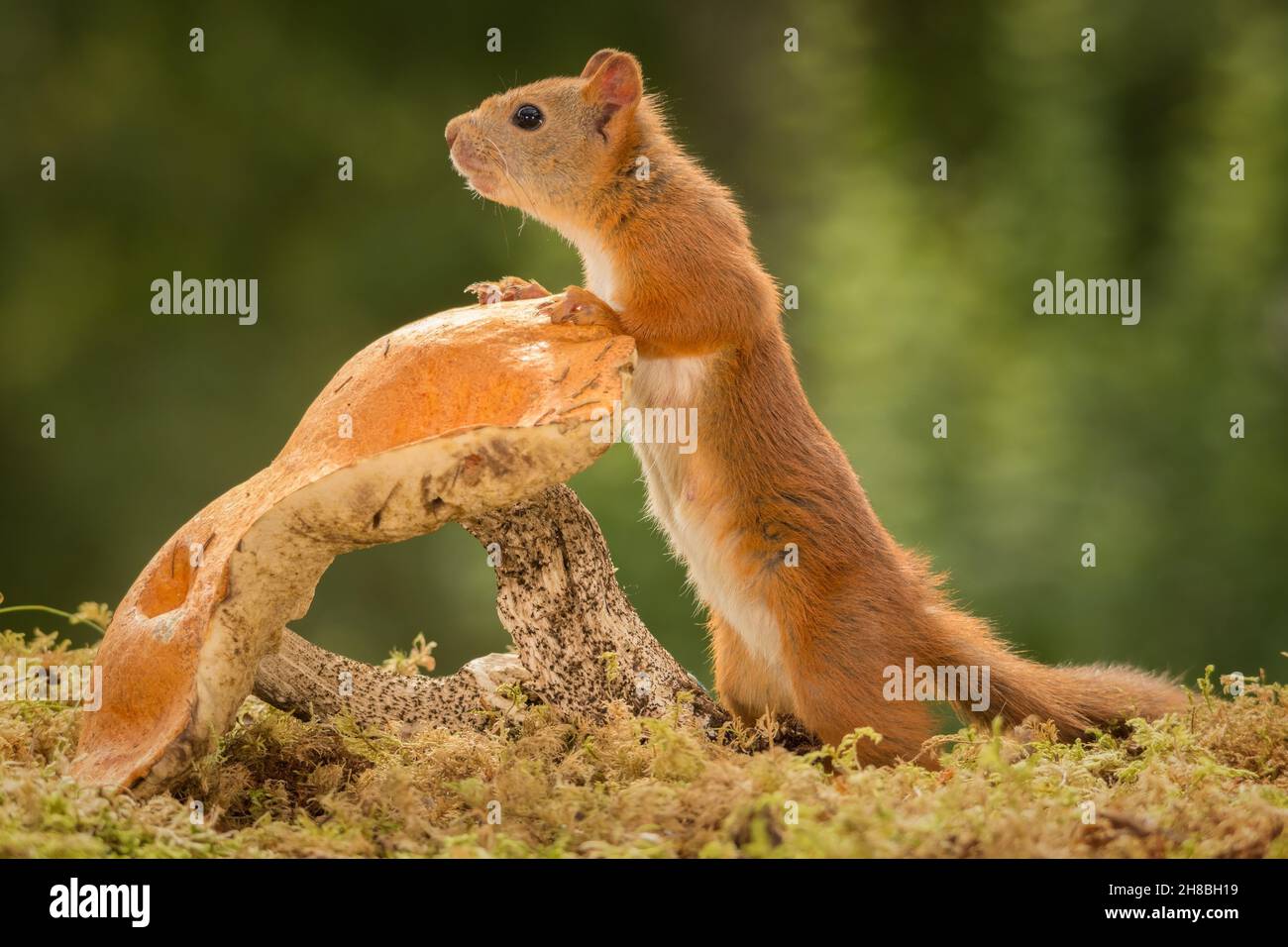 Double mushroom hi-res stock photography and images - Alamy