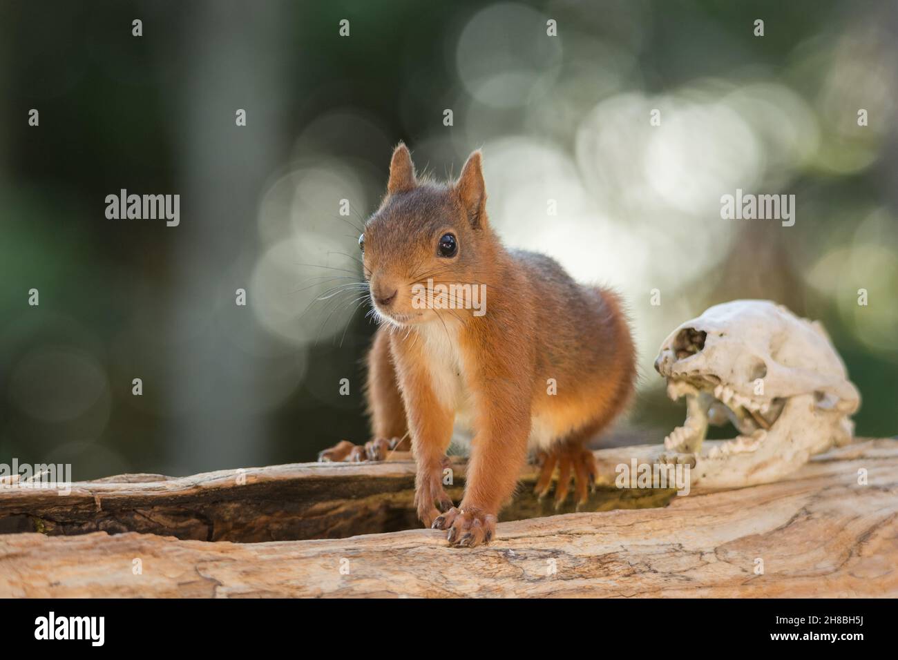 Female skeleton close up hi-res stock photography and images - Alamy