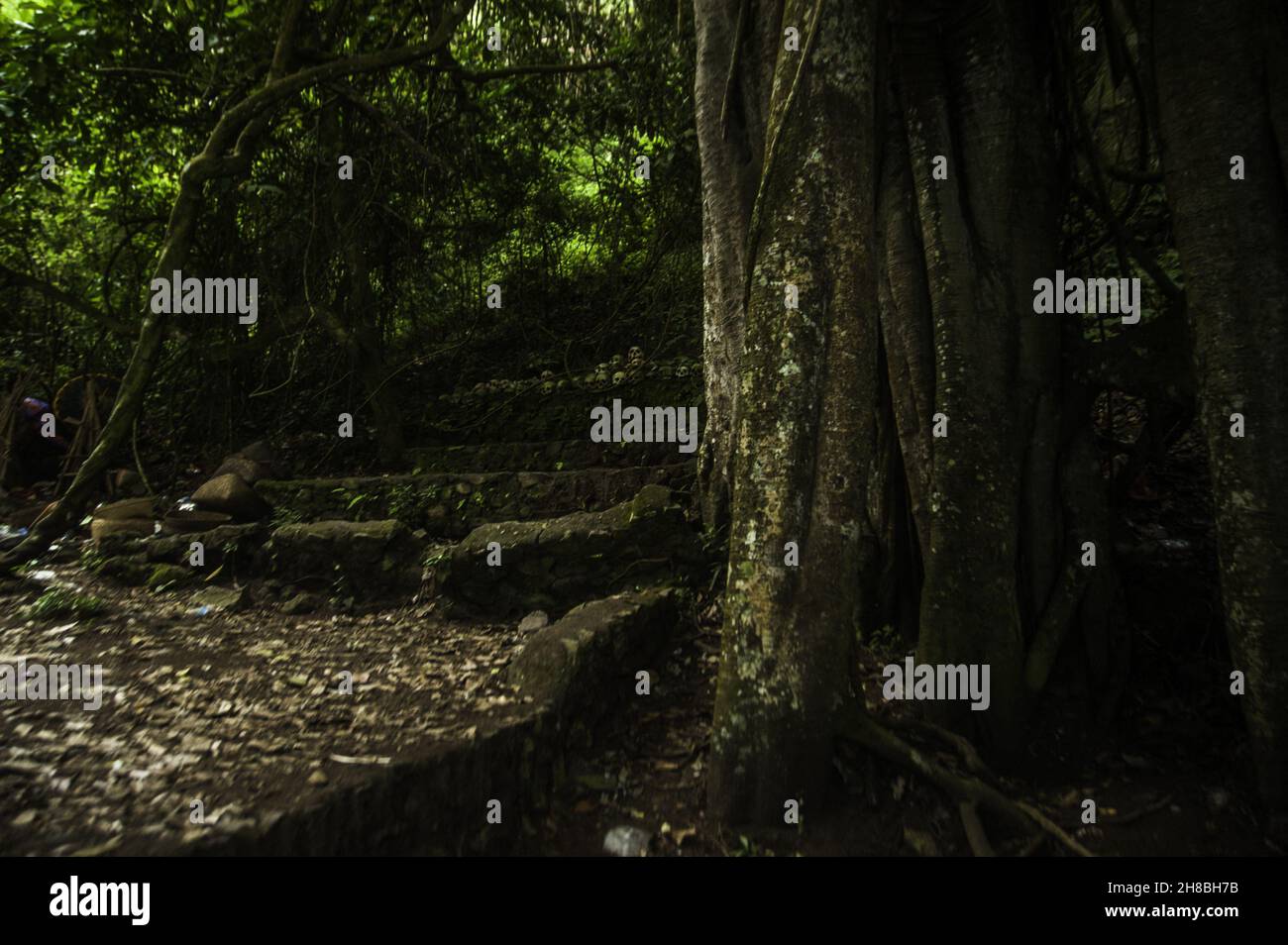 The incense tree stands dominating the Terunyan cemetary location in ...