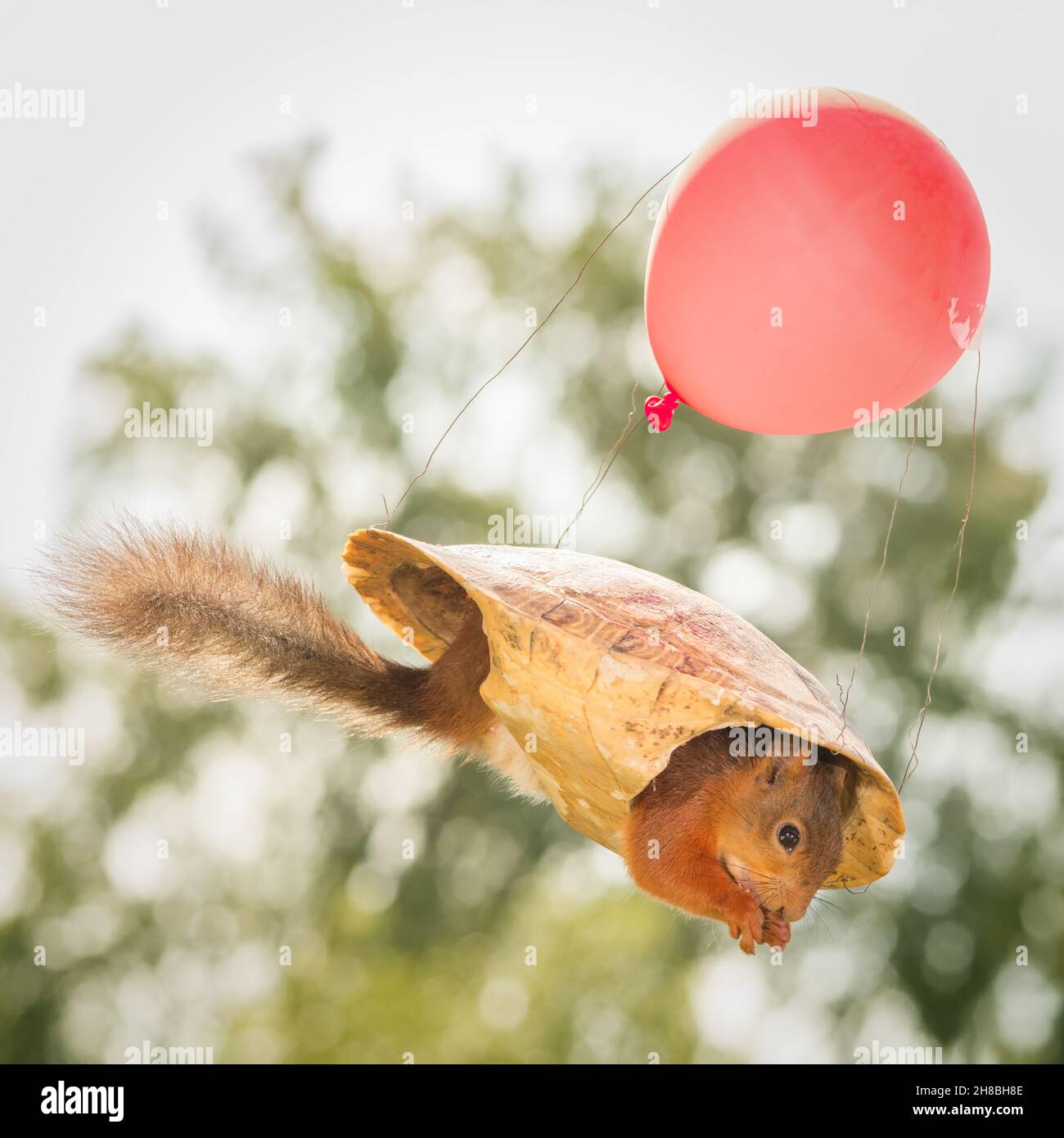 Hot hair balloon hi-res stock photography and images - Alamy