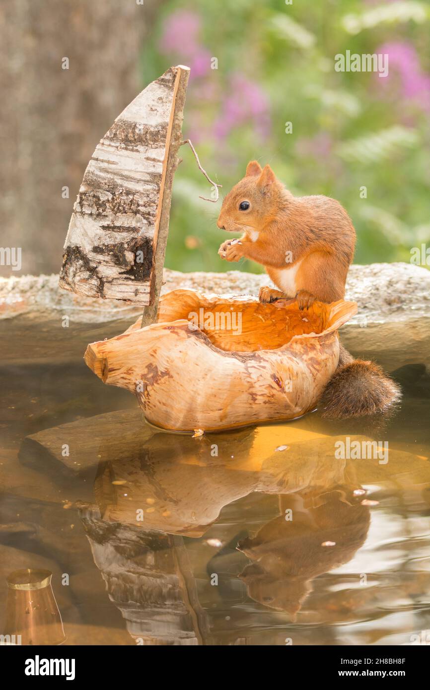 Sail ear hi-res stock photography and images - Alamy