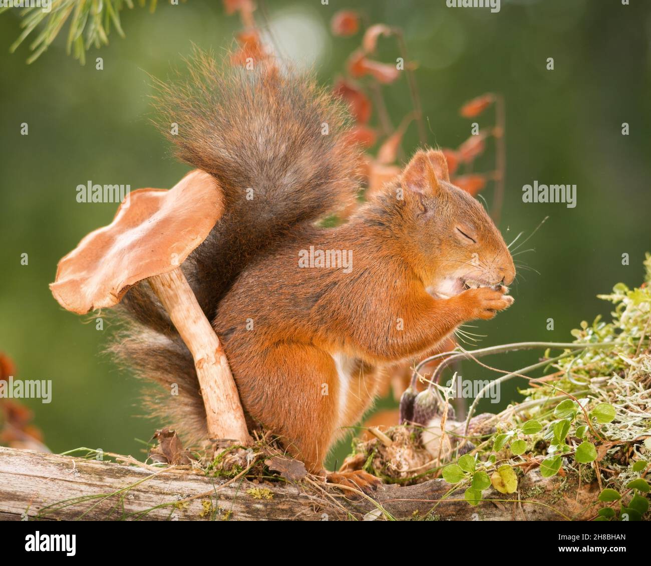 female red squirrel standing with mushrooms on tree trunk and closed ...