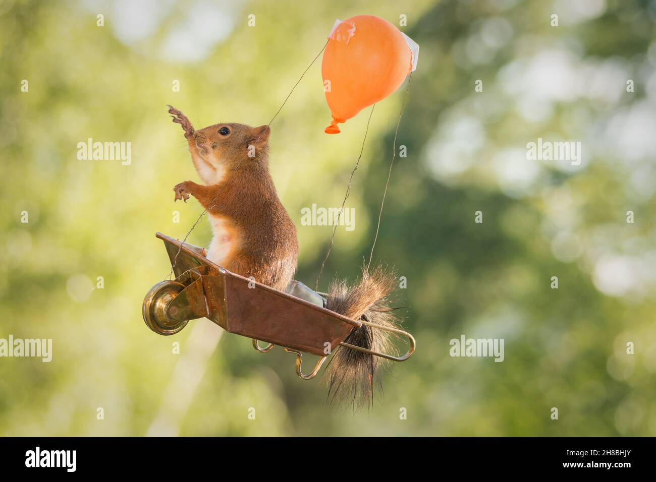 female red squirrel standing in wheelbarrow with a balloon Stock Photo ...