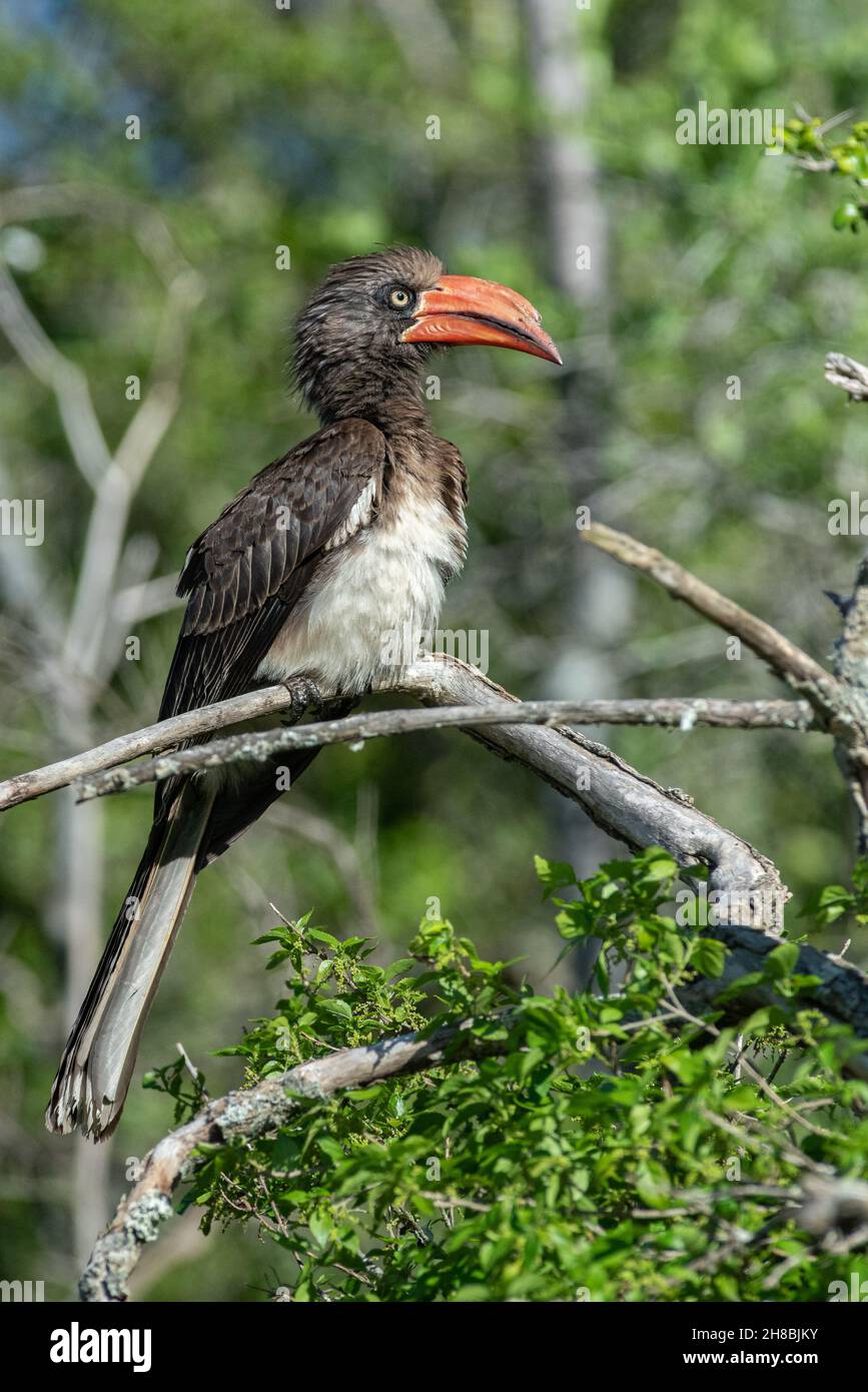 Bathurst eastern cape hi-res stock photography and images - Alamy