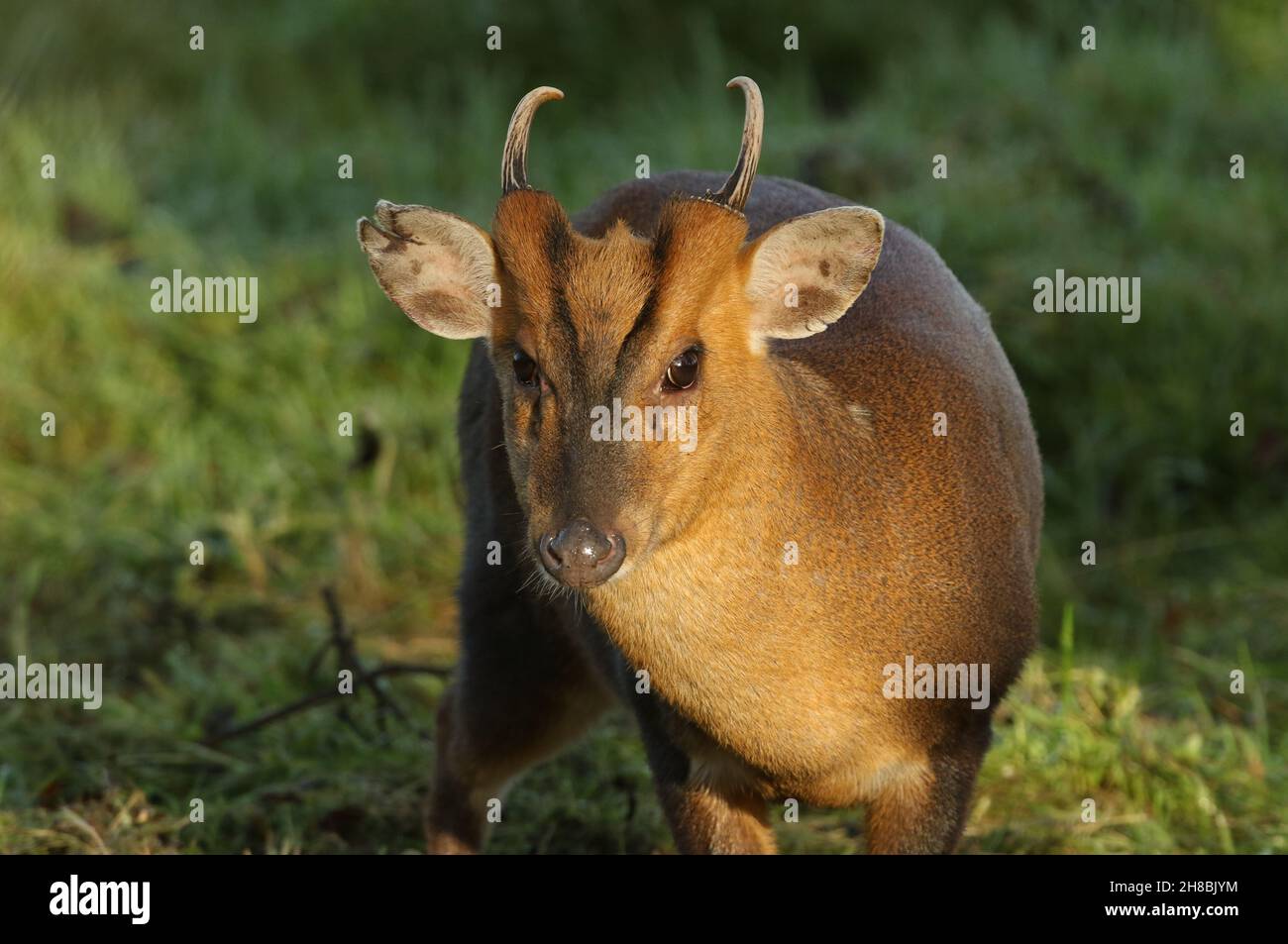 Muntjac buck deer uk hi-res stock photography and images - Alamy