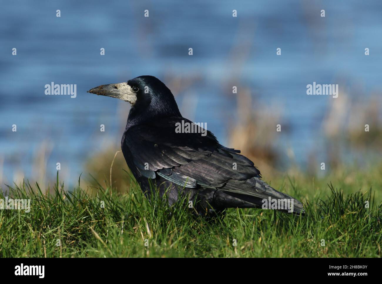 Rook feeding hi-res stock photography and images - Alamy