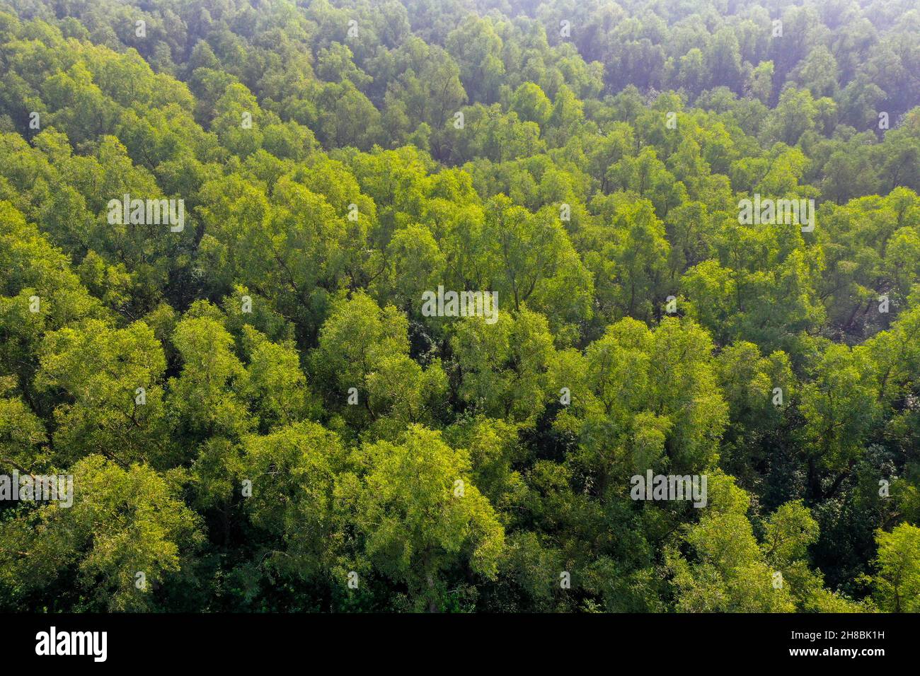 Aerial View of coastal mangrove forest at Dhal Chhar. Dhal Char is one ...