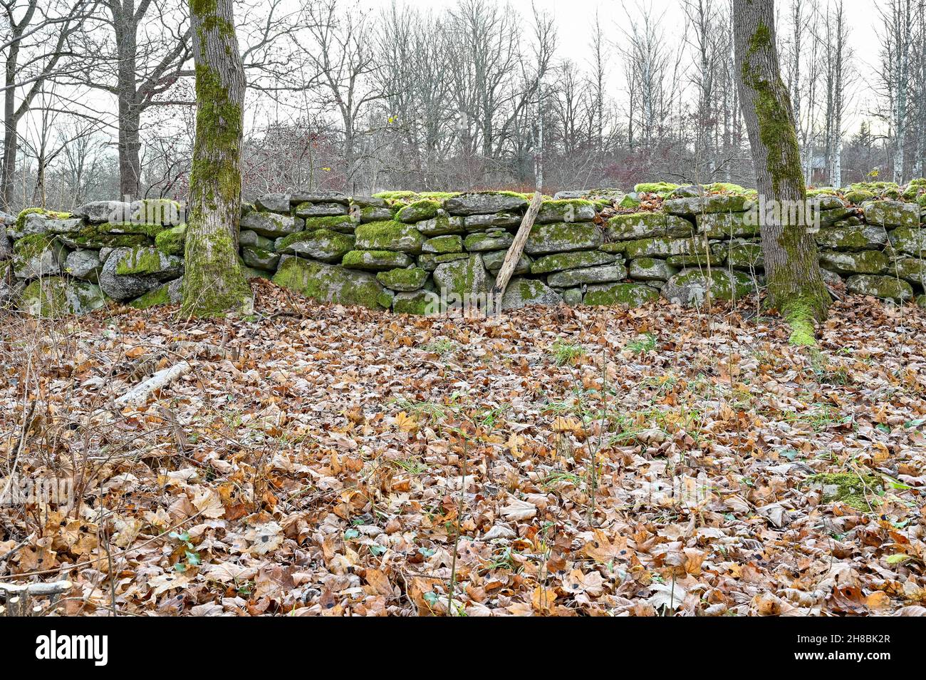 old stone wall covered in green moss Stock Photo - Alamy