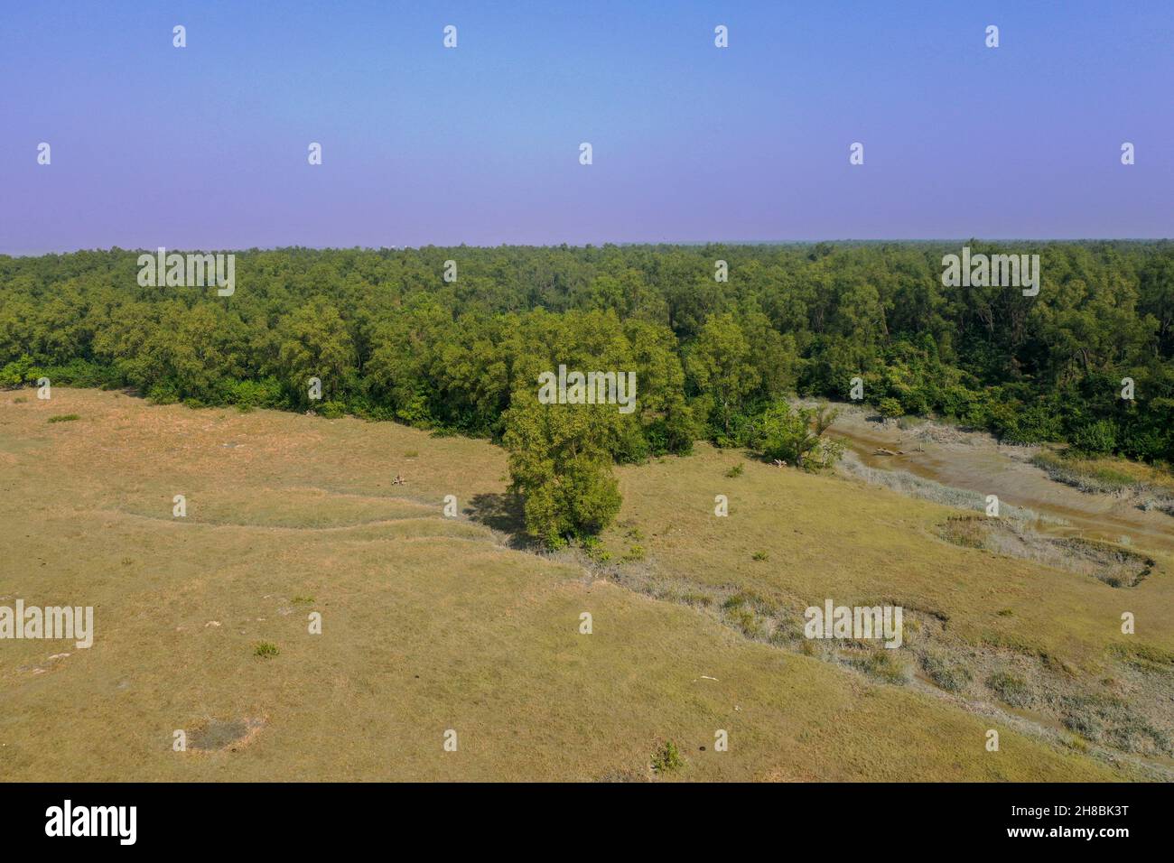 Aerial View of coastal mangrove forest at Dhal Chhar. Dhal Char is one ...