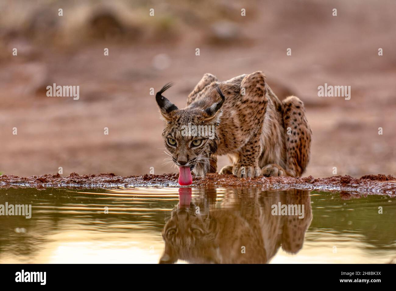 Iberian lynx drinking water, Lynx pardinus, wild cat endemic to Iberian ...