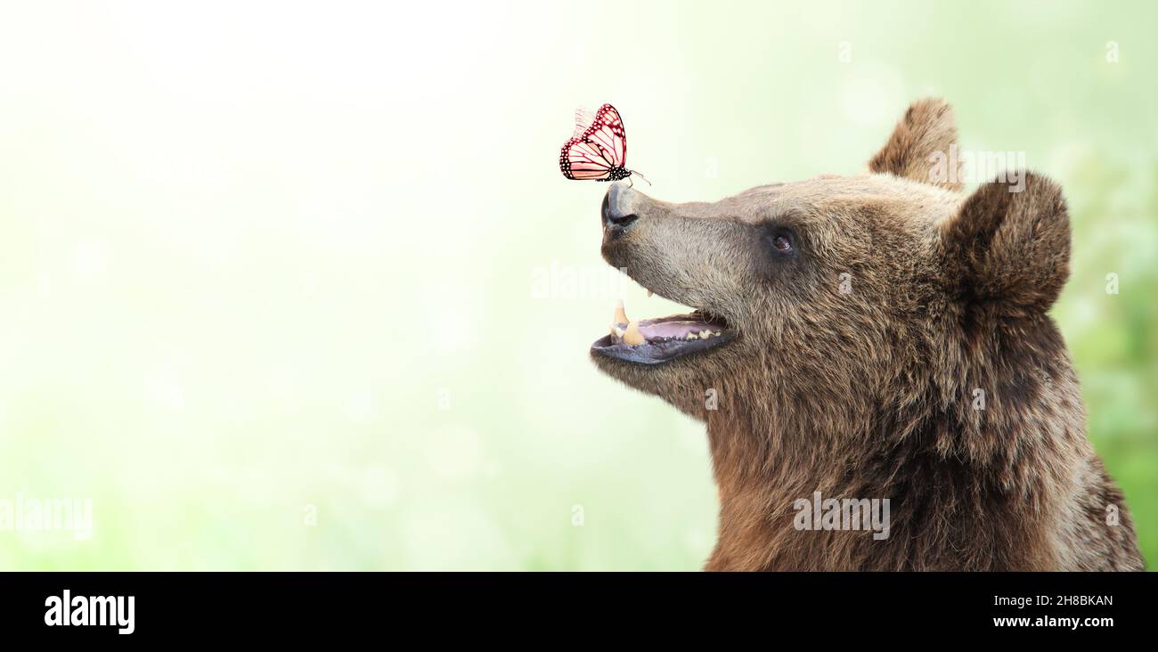 Cheerful brown bear (Ursus arctos) with monarch butterfly sitting on ...