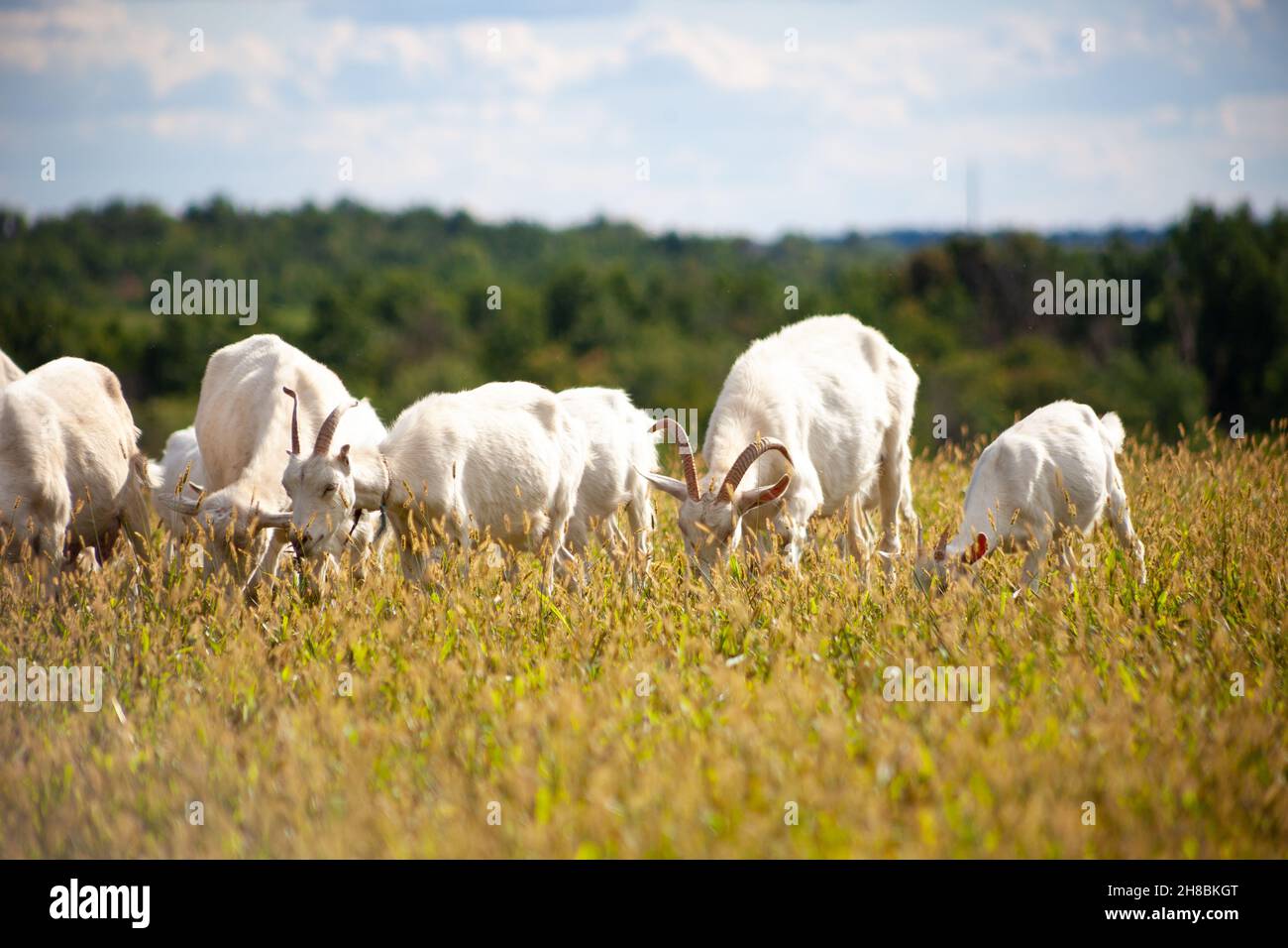 Farming goat hi-res stock photography and images - Alamy