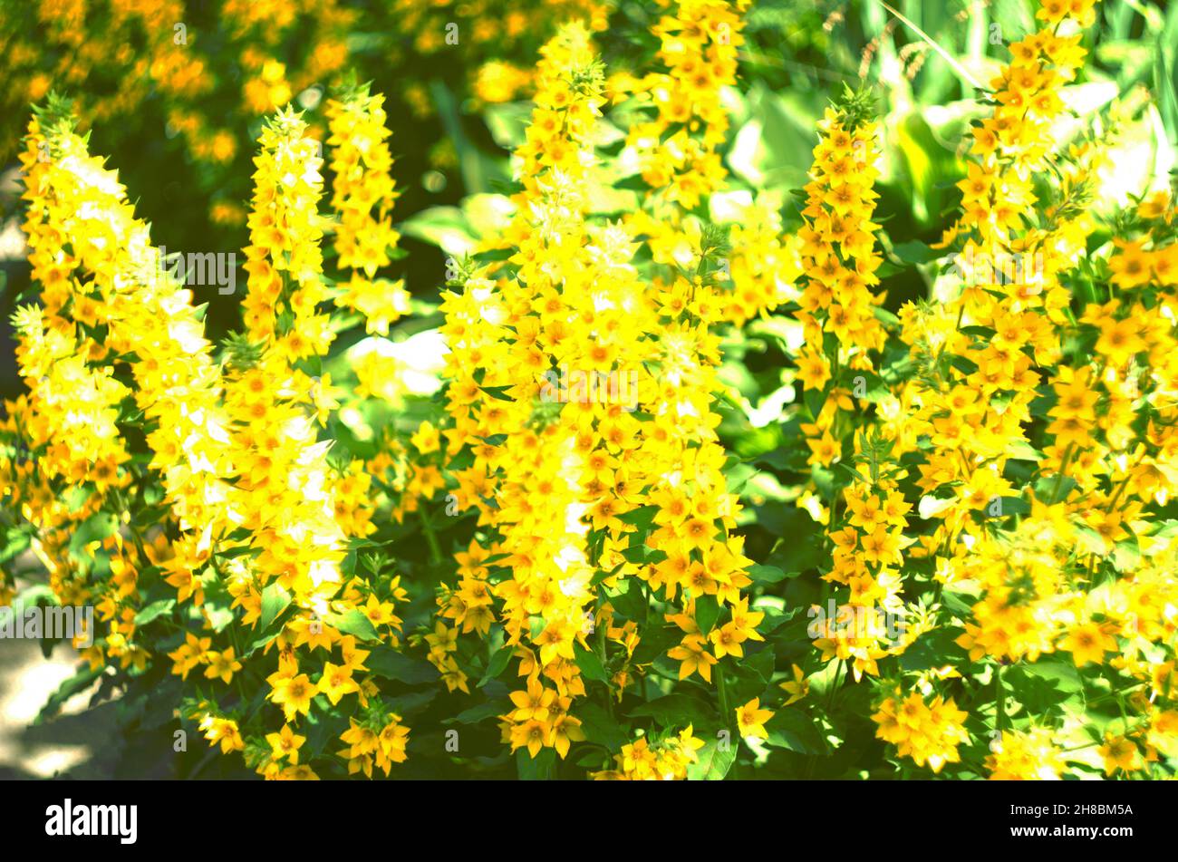 Forbs High Resolution Stock Photography and Images - Alamy