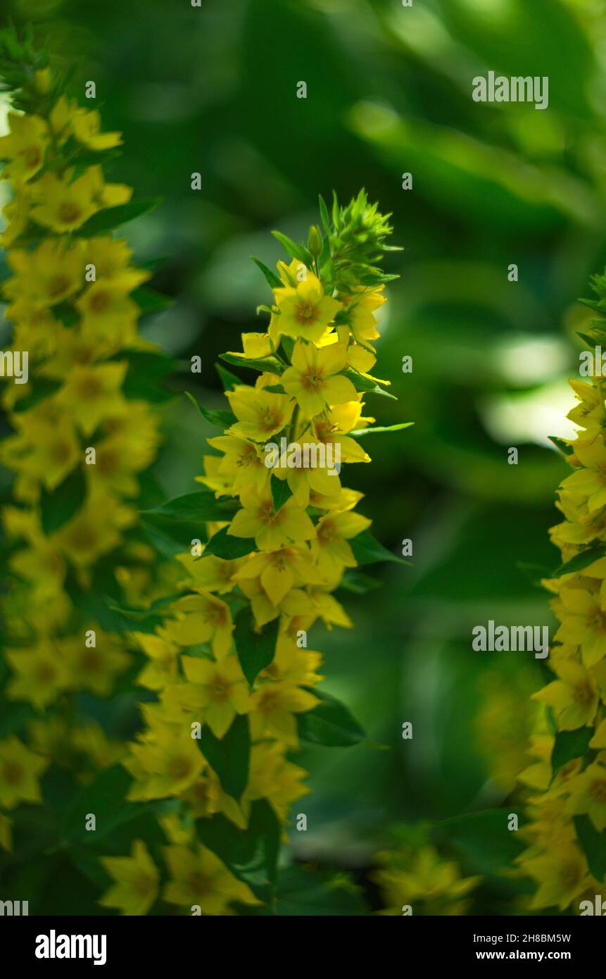 Forbs High Resolution Stock Photography and Images - Alamy