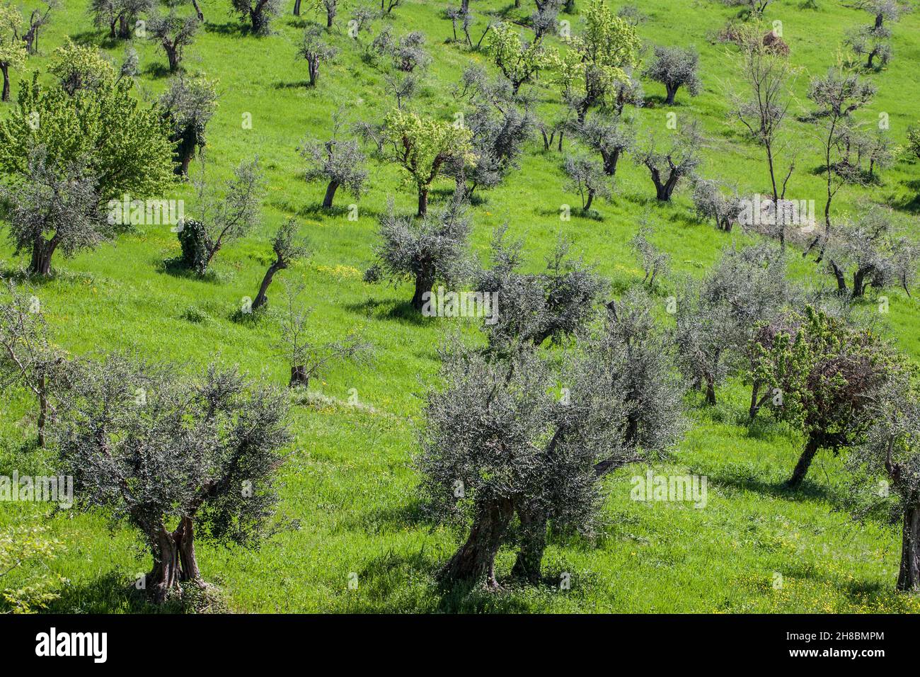 Olive trees in row hi-res stock photography and images - Alamy