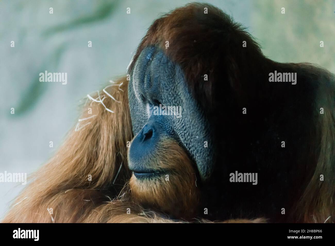 Bornean old big orangutan, pongo pygmaeus, detail head male photo Stock ...