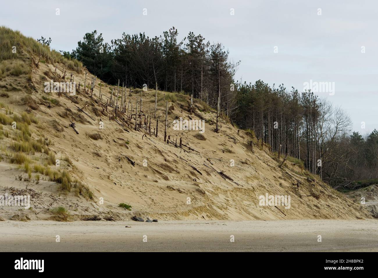 Dead trees and dying forest, Authie Bay, Berck sur Mer, Pas de Calais ...