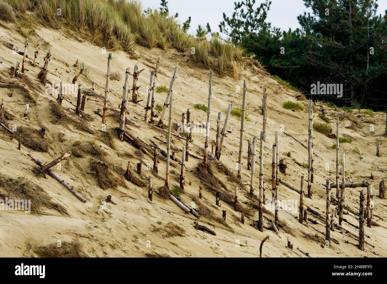 Dead trees and dying forest, Authie Bay, Berck sur Mer, Pas de Calais ...