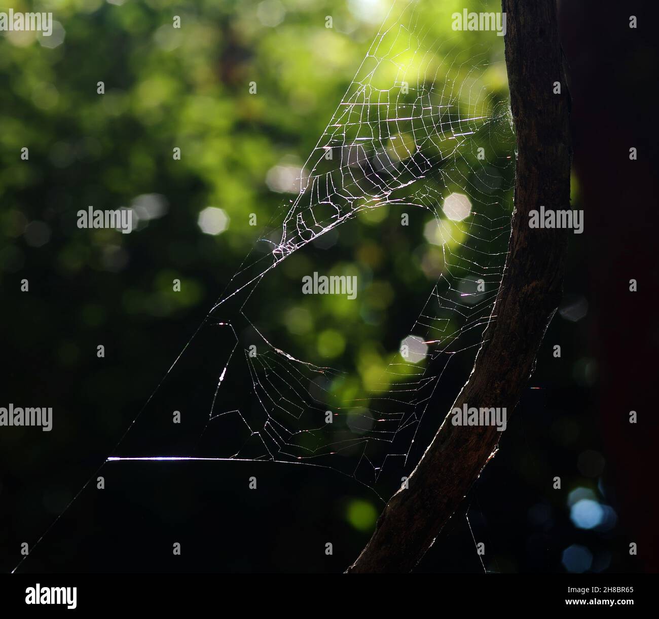 The spider web on the twig Stock Photo - Alamy