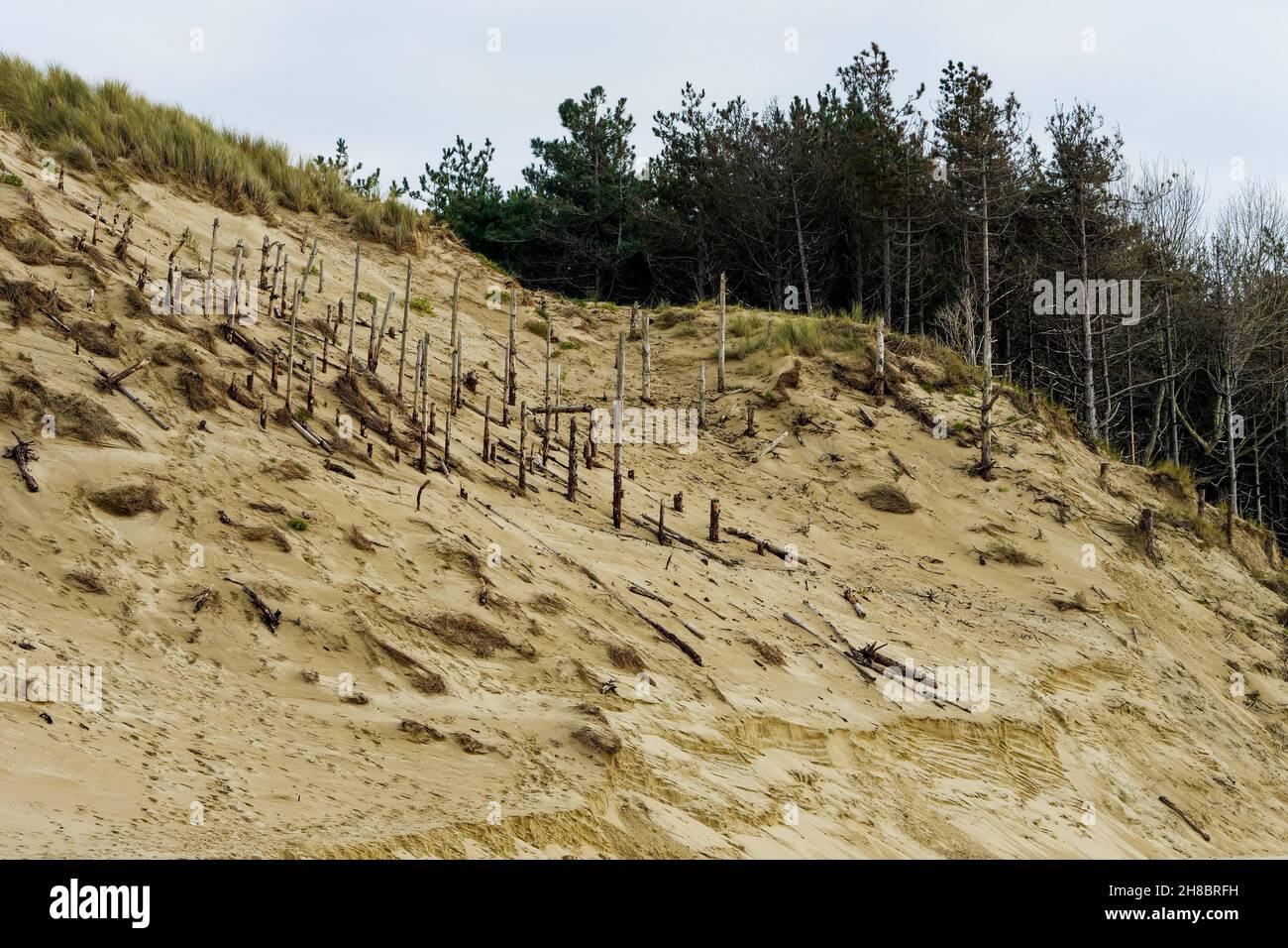 Dead trees and dying forest, Authie Bay, Berck sur Mer, Pas de Calais ...