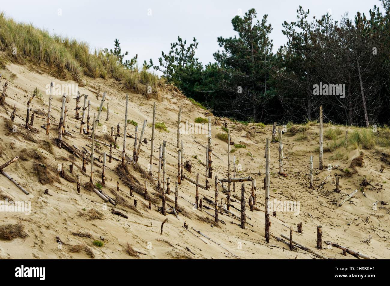 Dead trees and dying forest, Authie Bay, Berck sur Mer, Pas de Calais ...