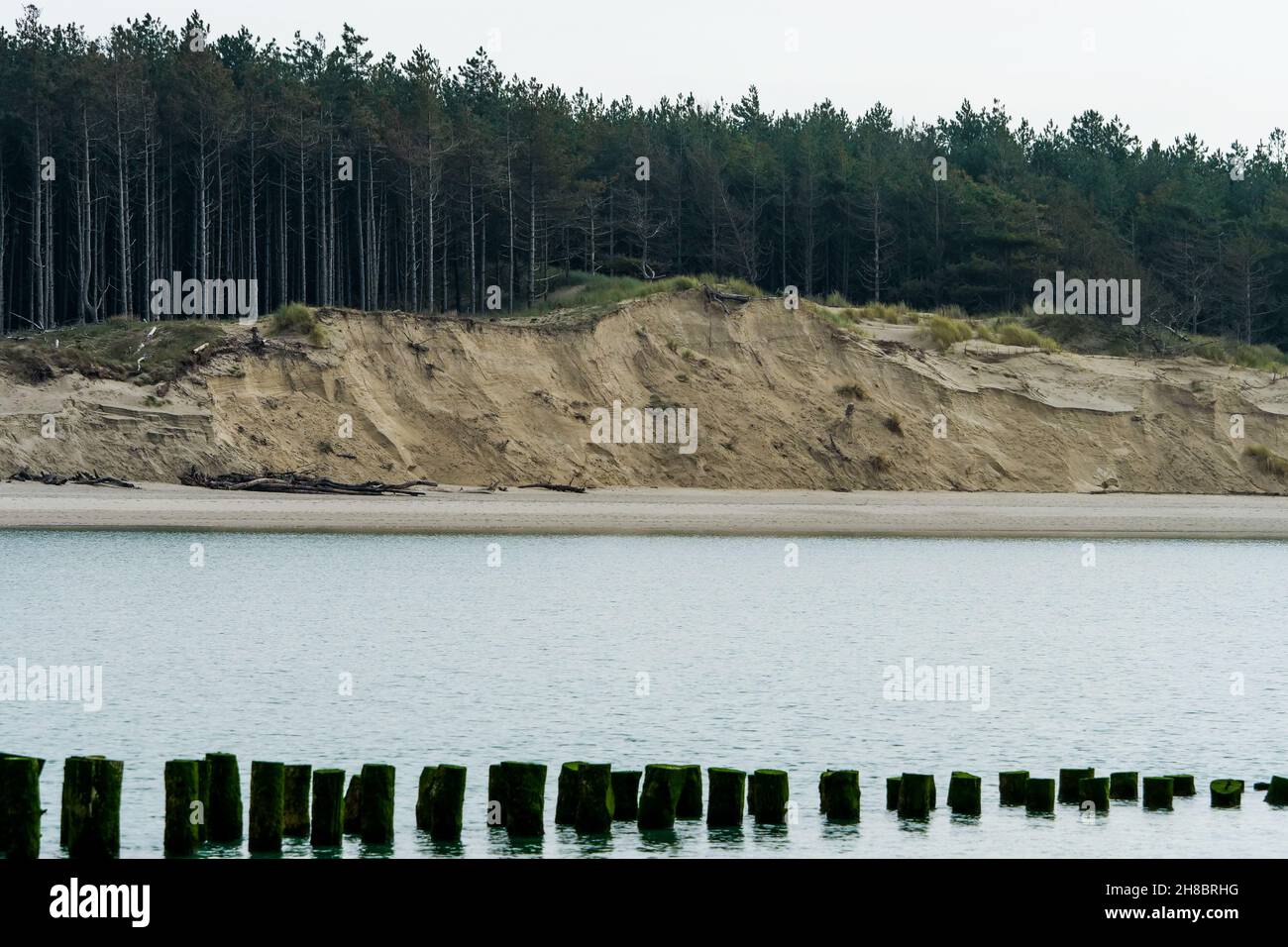 Dead trees and dying forest, Authie Bay, Berck sur Mer, Pas de Calais ...
