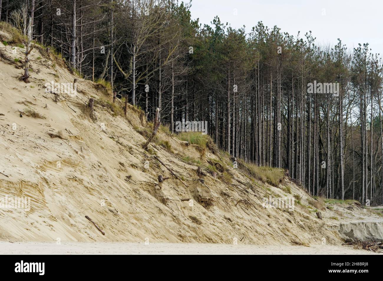 Dead trees and dying forest, Authie Bay, Berck sur Mer, Pas de Calais ...