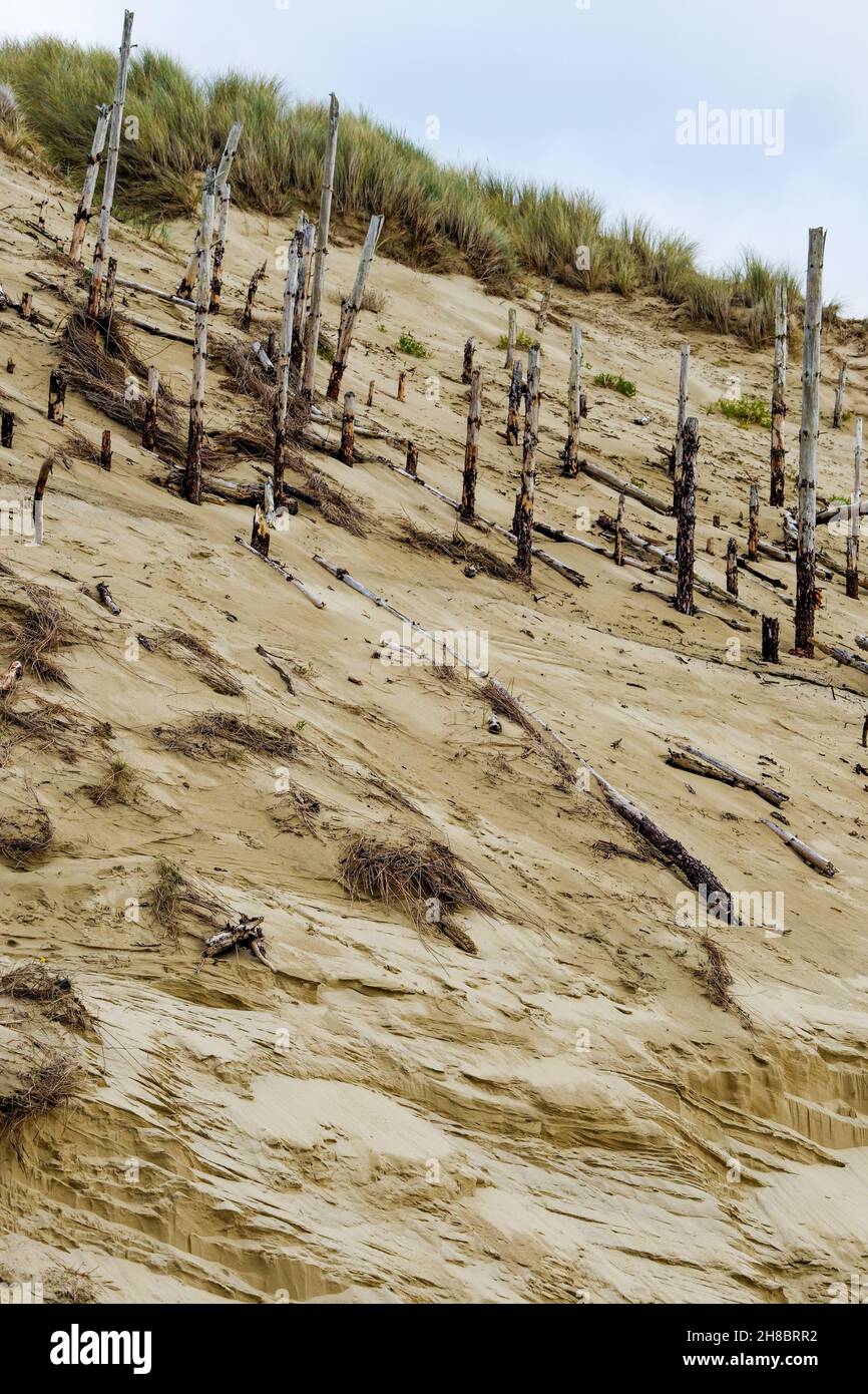 Dead trees and dying forest, Authie Bay, Berck sur Mer, Pas de Calais ...
