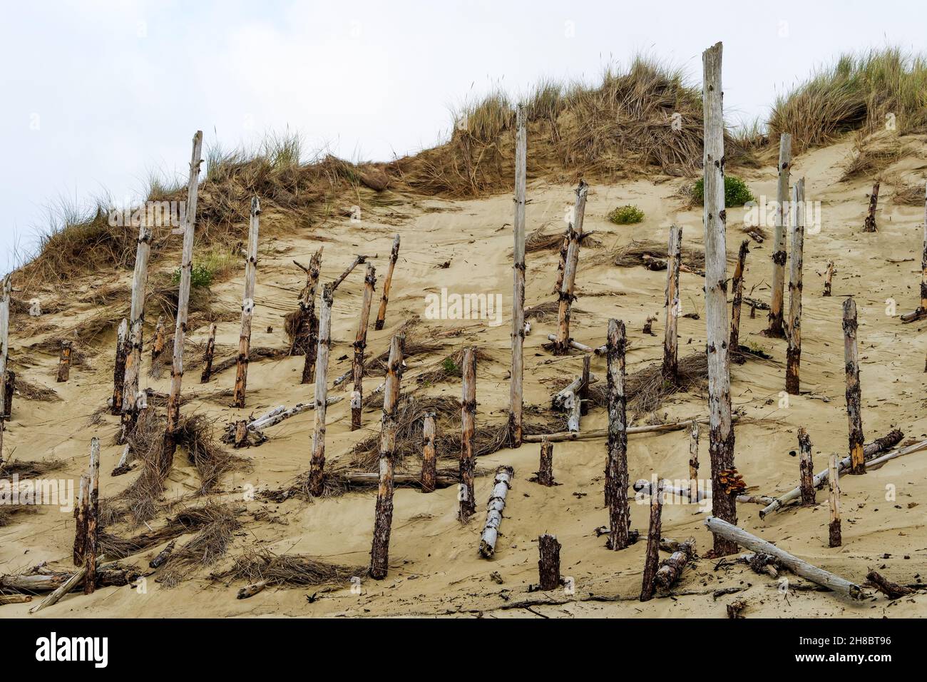 Dead trees and dying forest, Authie Bay, Berck sur Mer, Pas de Calais ...