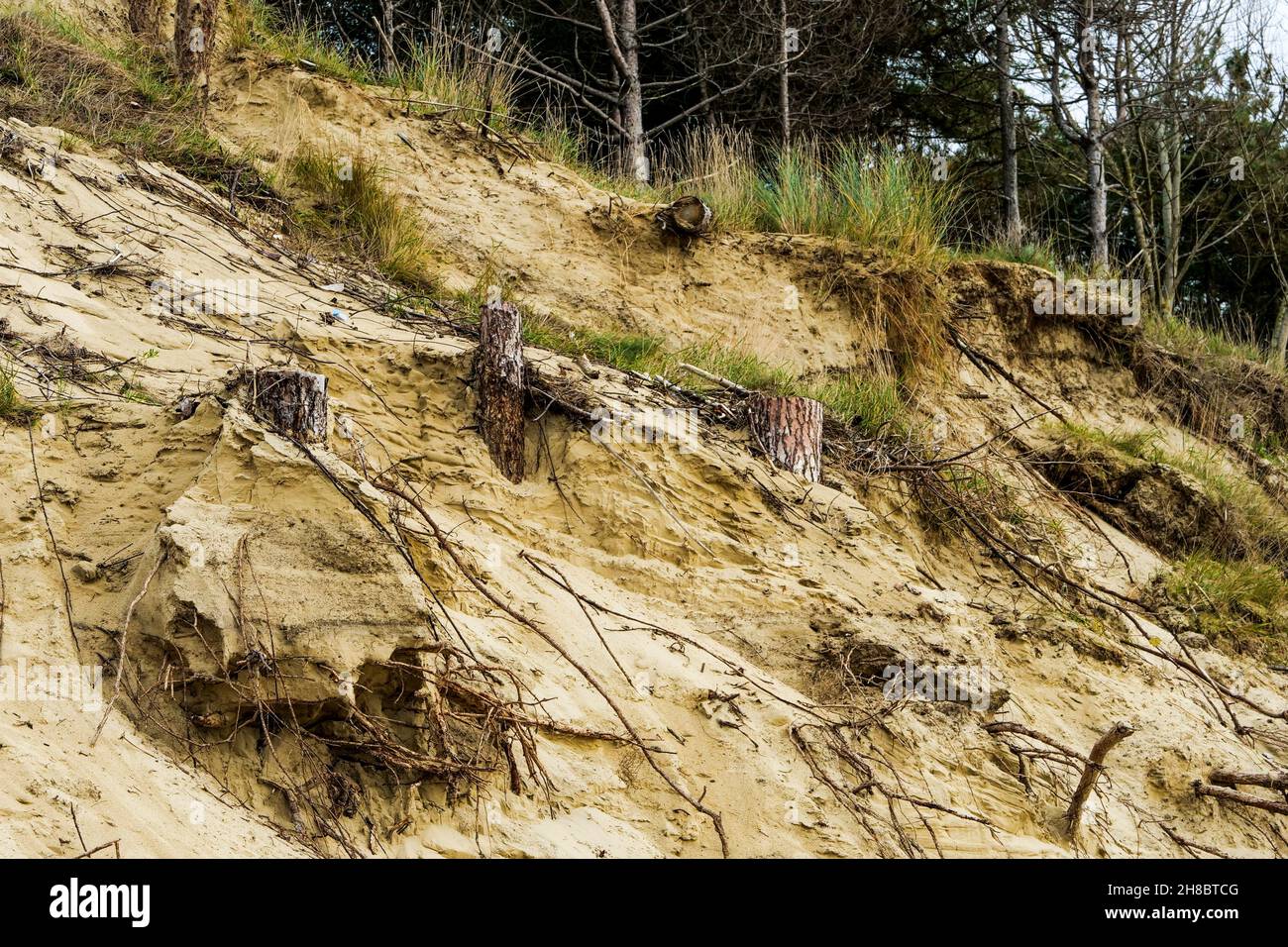 Dead trees and dying forest, Authie Bay, Berck sur Mer, Pas de Calais ...