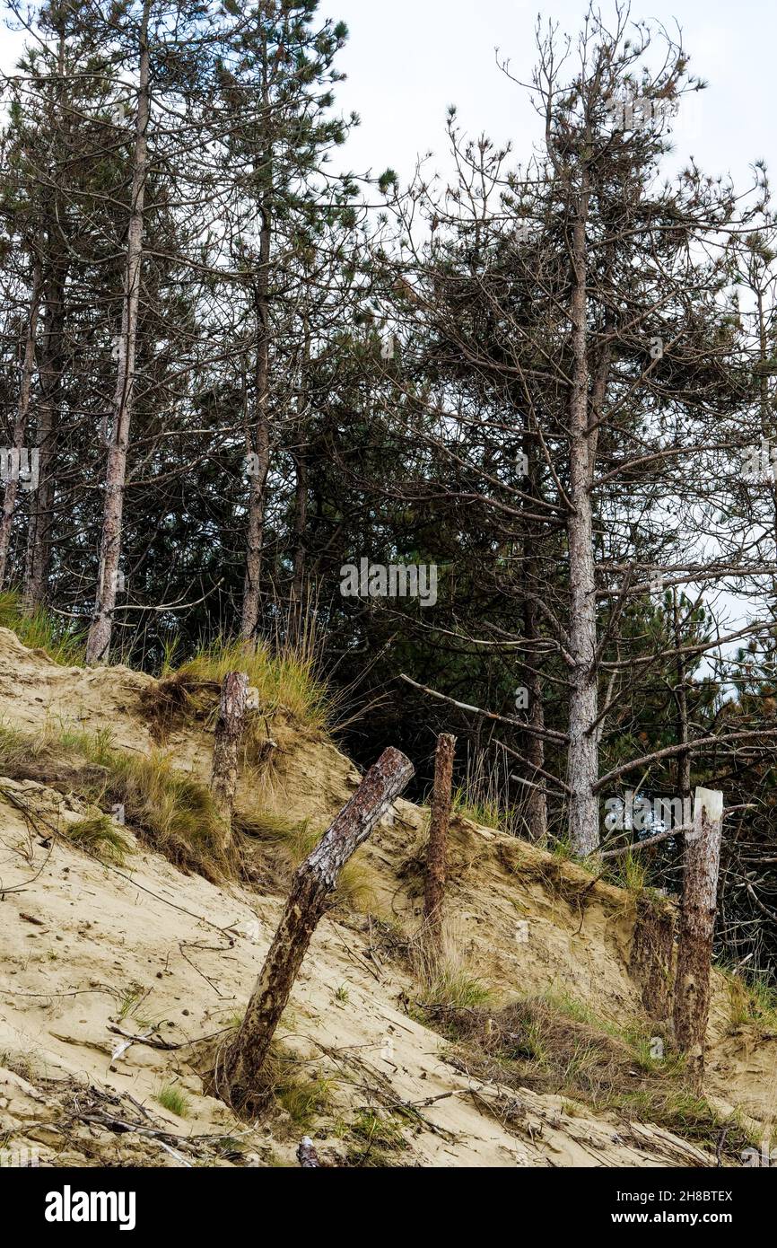 Dead trees and dying forest, Authie Bay, Berck sur Mer, Pas de Calais ...