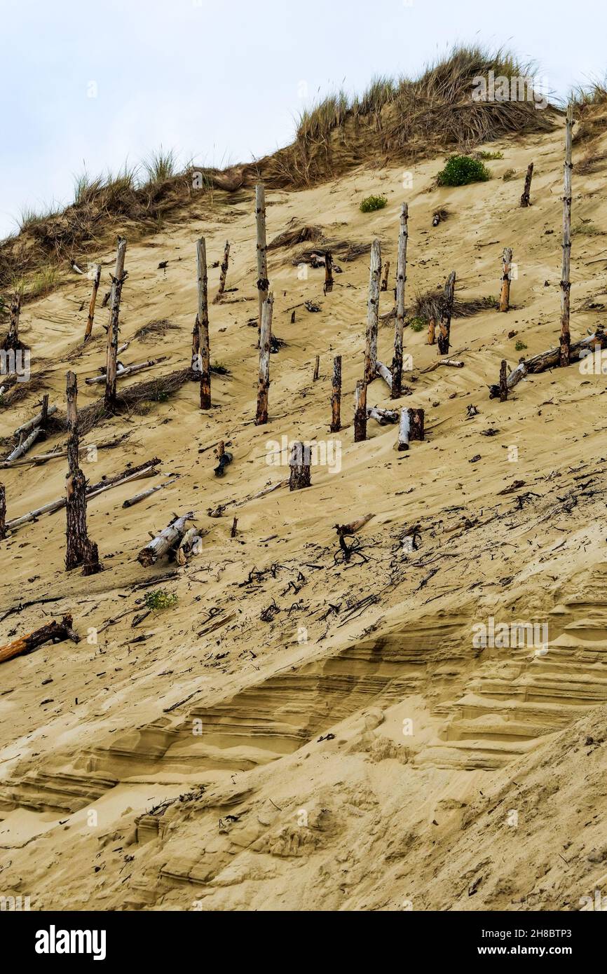 Dead trees and dying forest, Authie Bay, Berck sur Mer, Pas de Calais ...