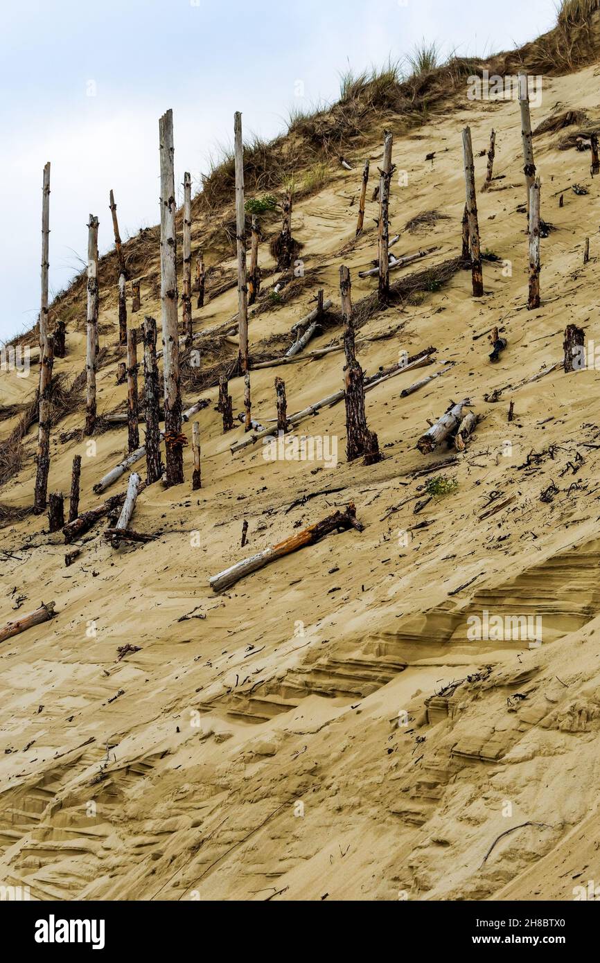 Dead trees and dying forest, Authie Bay, Berck sur Mer, Pas de Calais ...